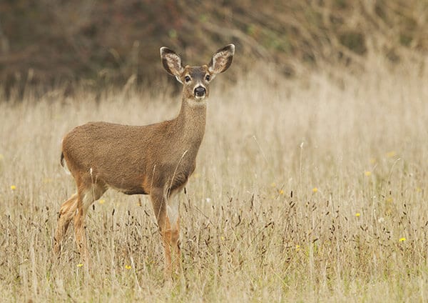 7 Insanely Simple Deer Hunting Tips - How to Hunt Deer