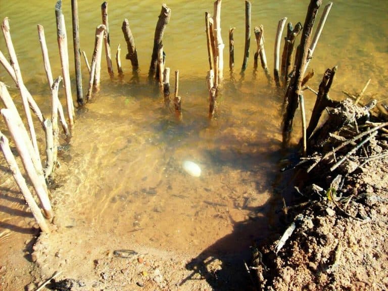 Fishing Weirs: How to Build a Primitive Fish Trap (No Tools Needed!)