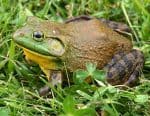 Beginners Guide to Frog Gigging + How to Make a Homemade Frog Gig