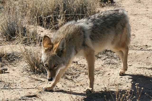Best Ways to Trap a Coyote: Trapping Techniques and Bait Recipes