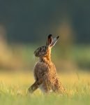 How to Catch Wild Rabbits - Tips and Tricks for Hunting and Trapping