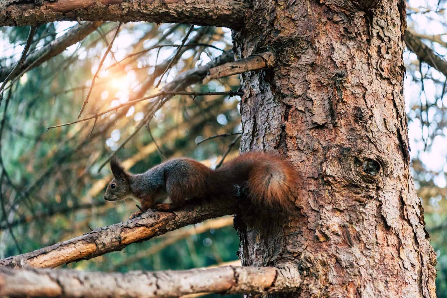 How to Hunt Squirrels - 7 Great Tips for Spotting and Stalking Squirrels